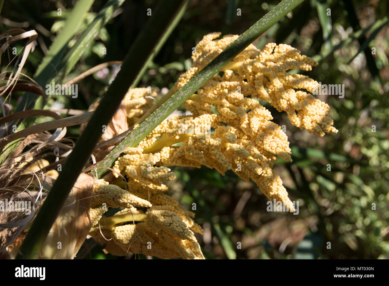 Flower panicles on a hardy fan palm : Trachycarpus Fortunei - Chusan ...