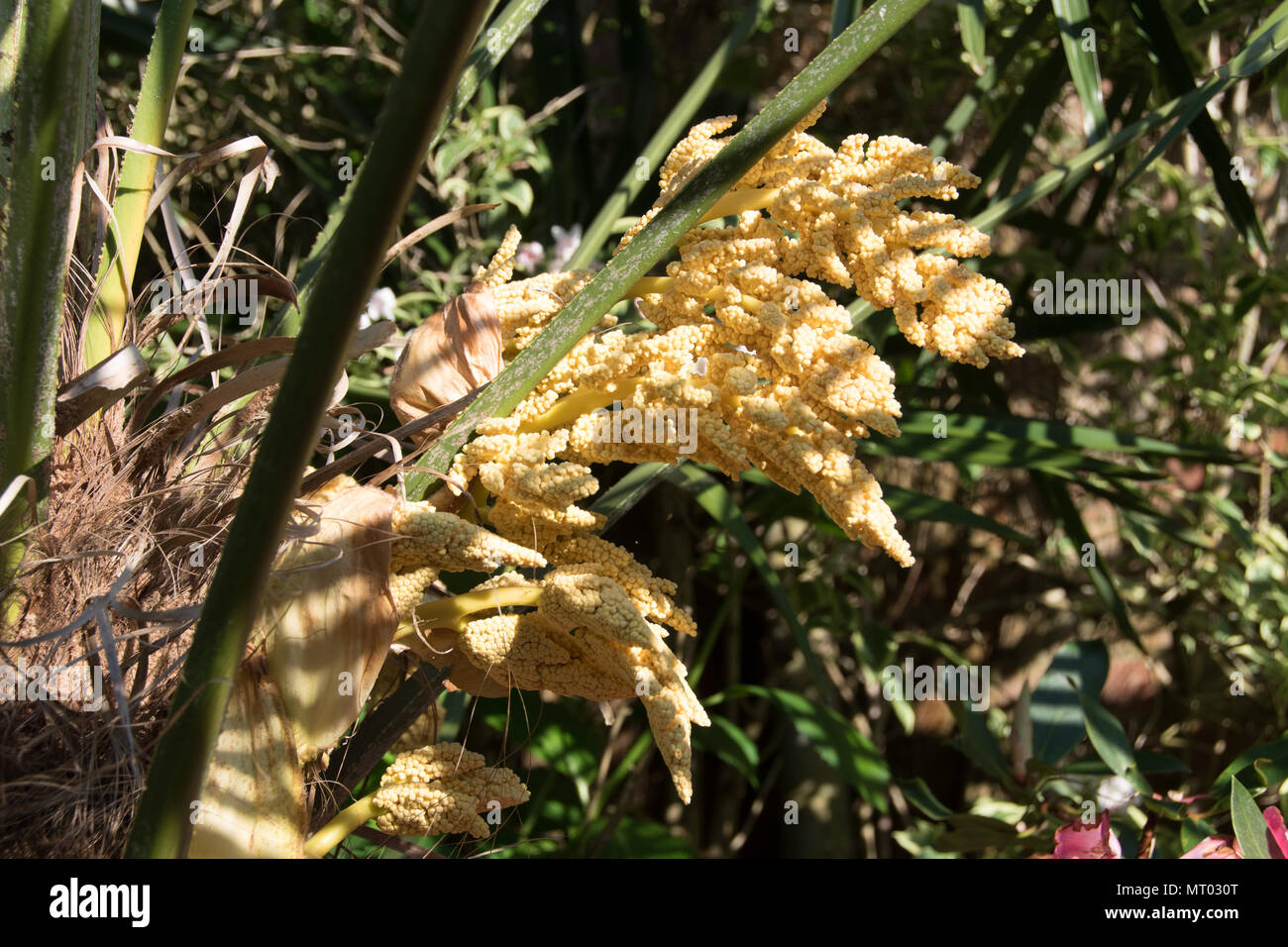 Flower panicles on a hardy fan palm : Trachycarpus Fortunei - Chusan ...