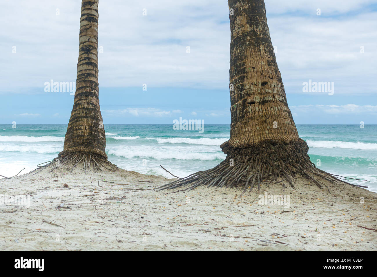 Coconut tree trunks hi-res stock photography and images - Alamy