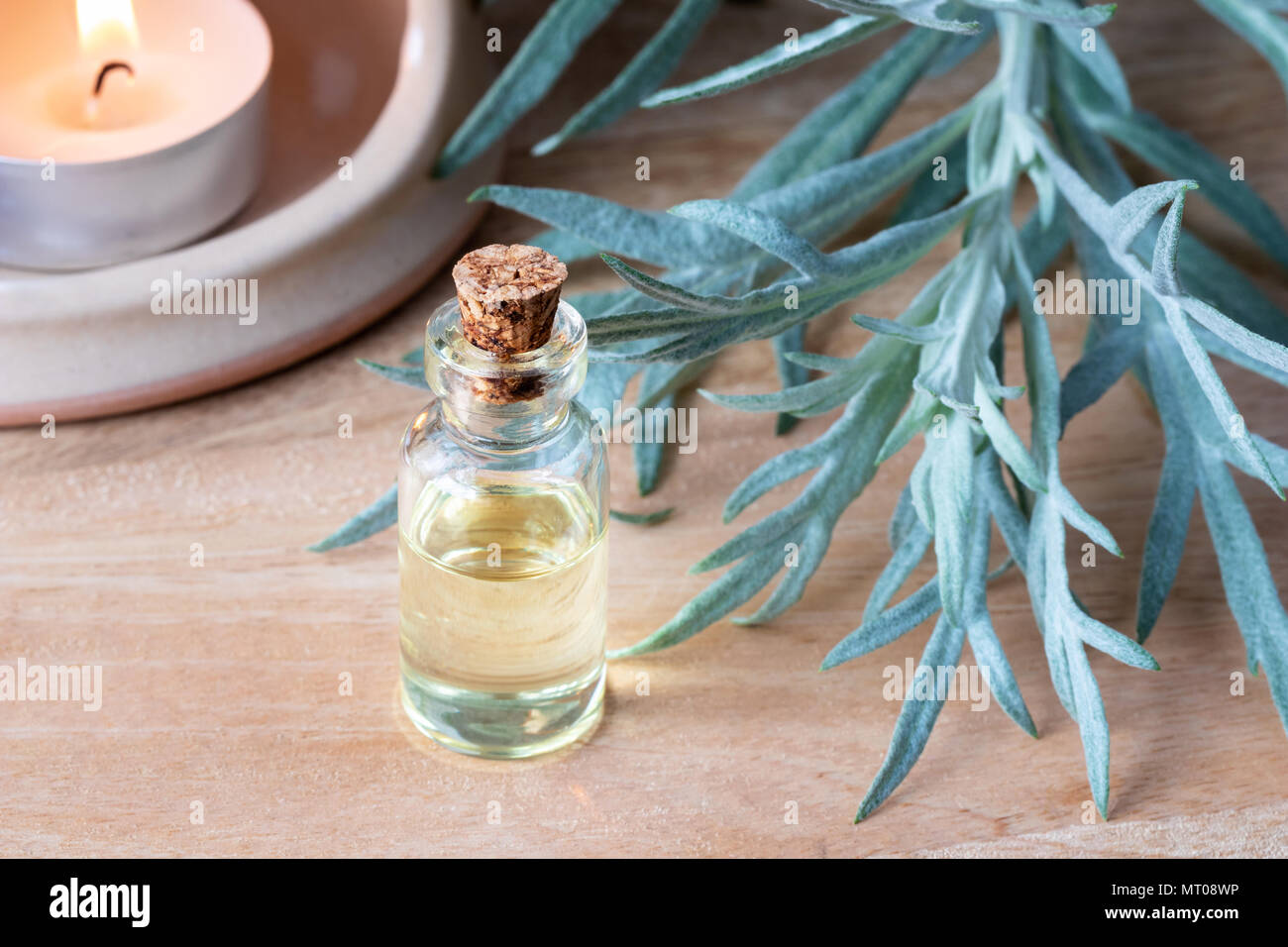 A bottle of wormwood essential oil with fresh Artemisia Absinthium ...