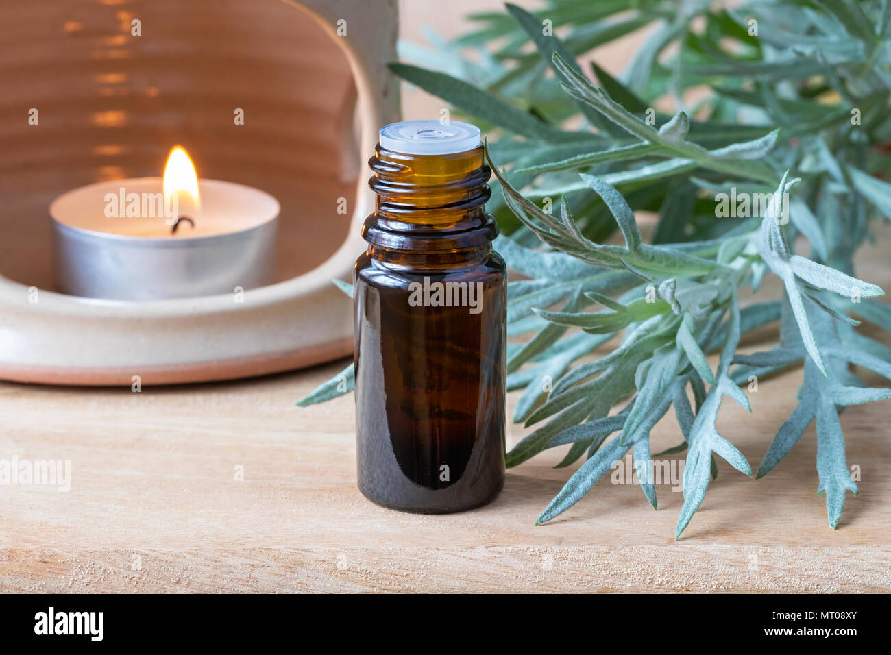 A bottle of wormwood essential oil with fresh Artemisia Absinthium ...