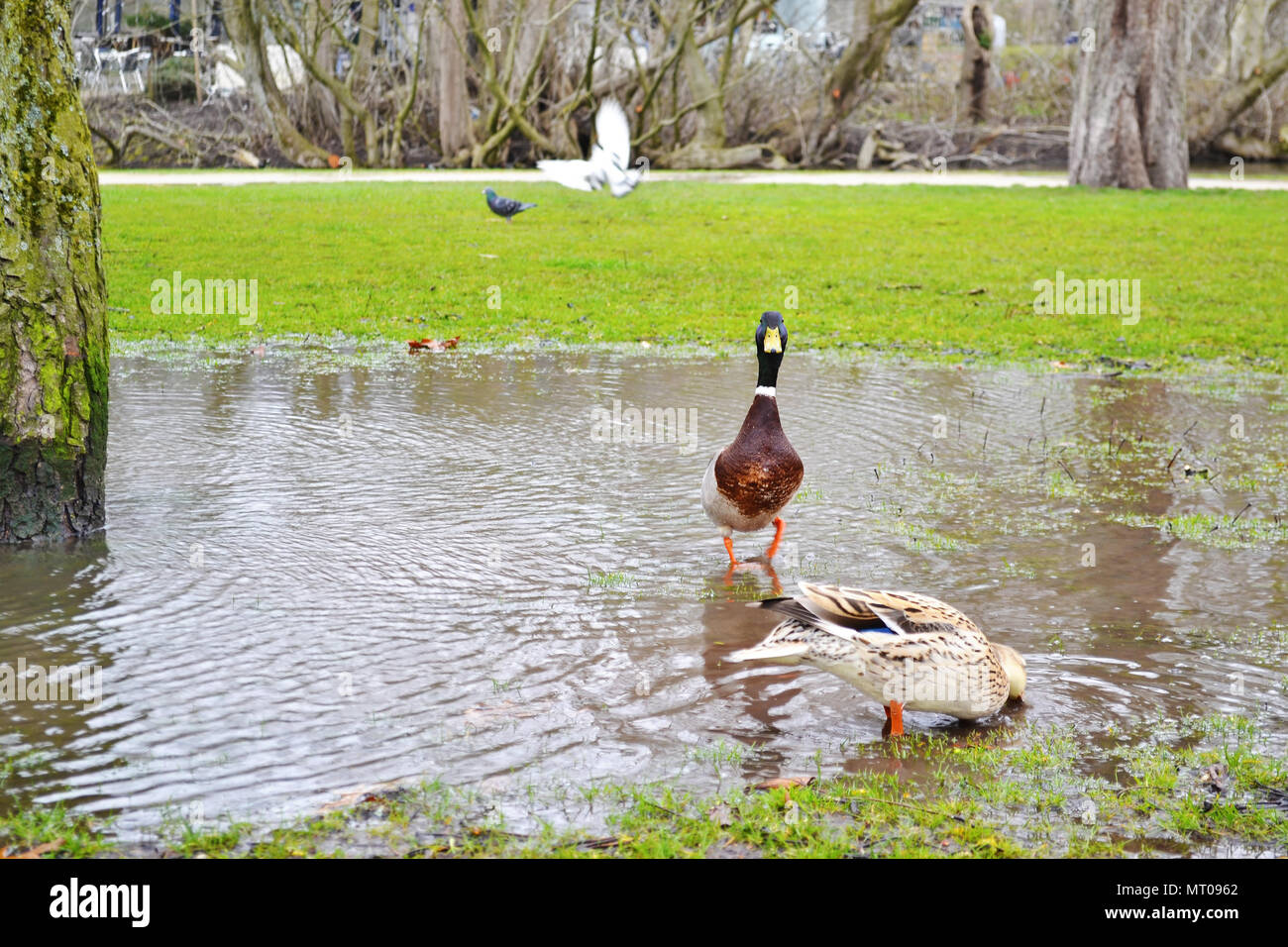 beautiful ducks inside the pond at Vondelpark Amsterdam Holland Stock ...