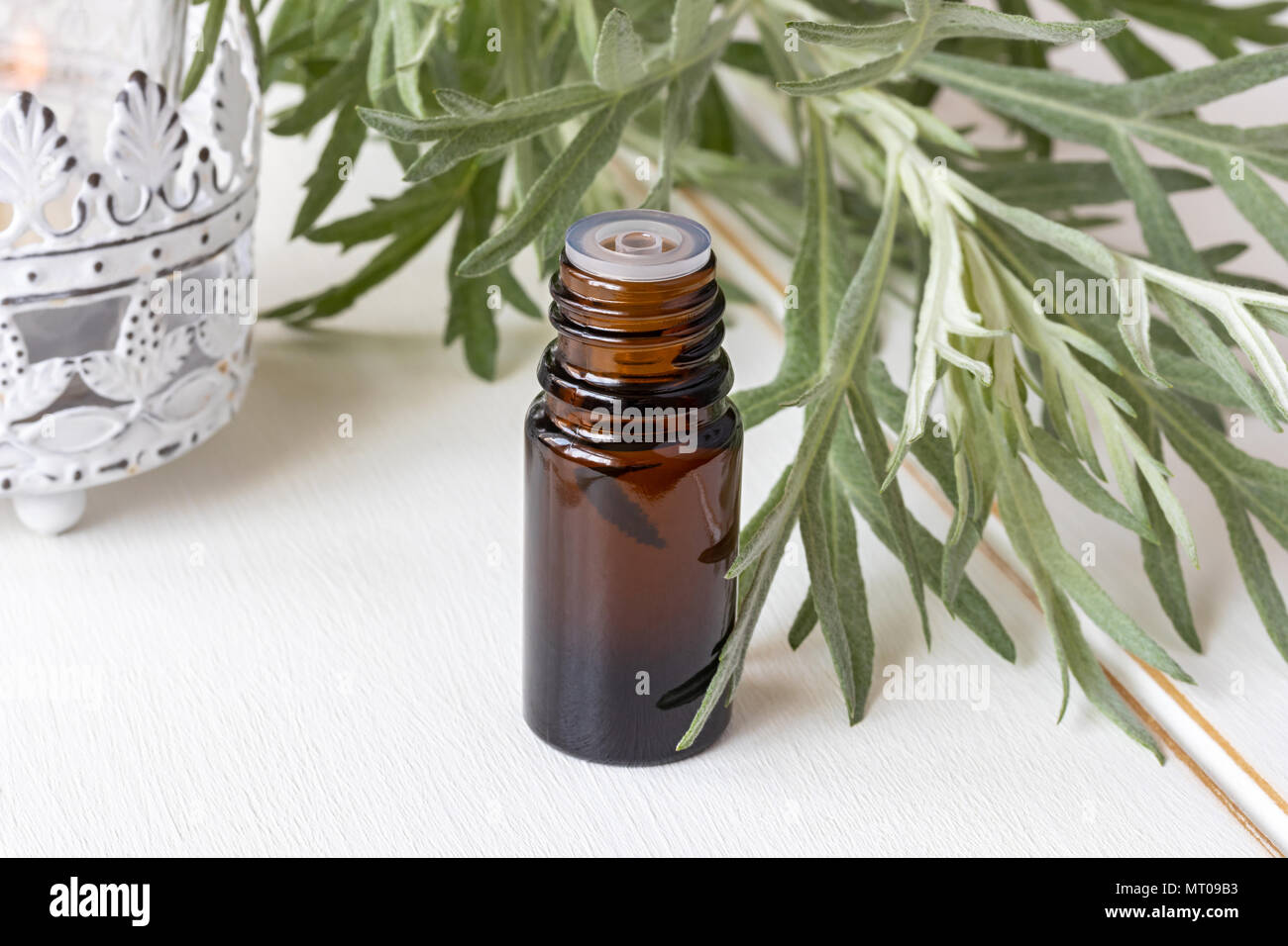 A bottle of wormwood essential oil with fresh Artemisia Absinthium ...