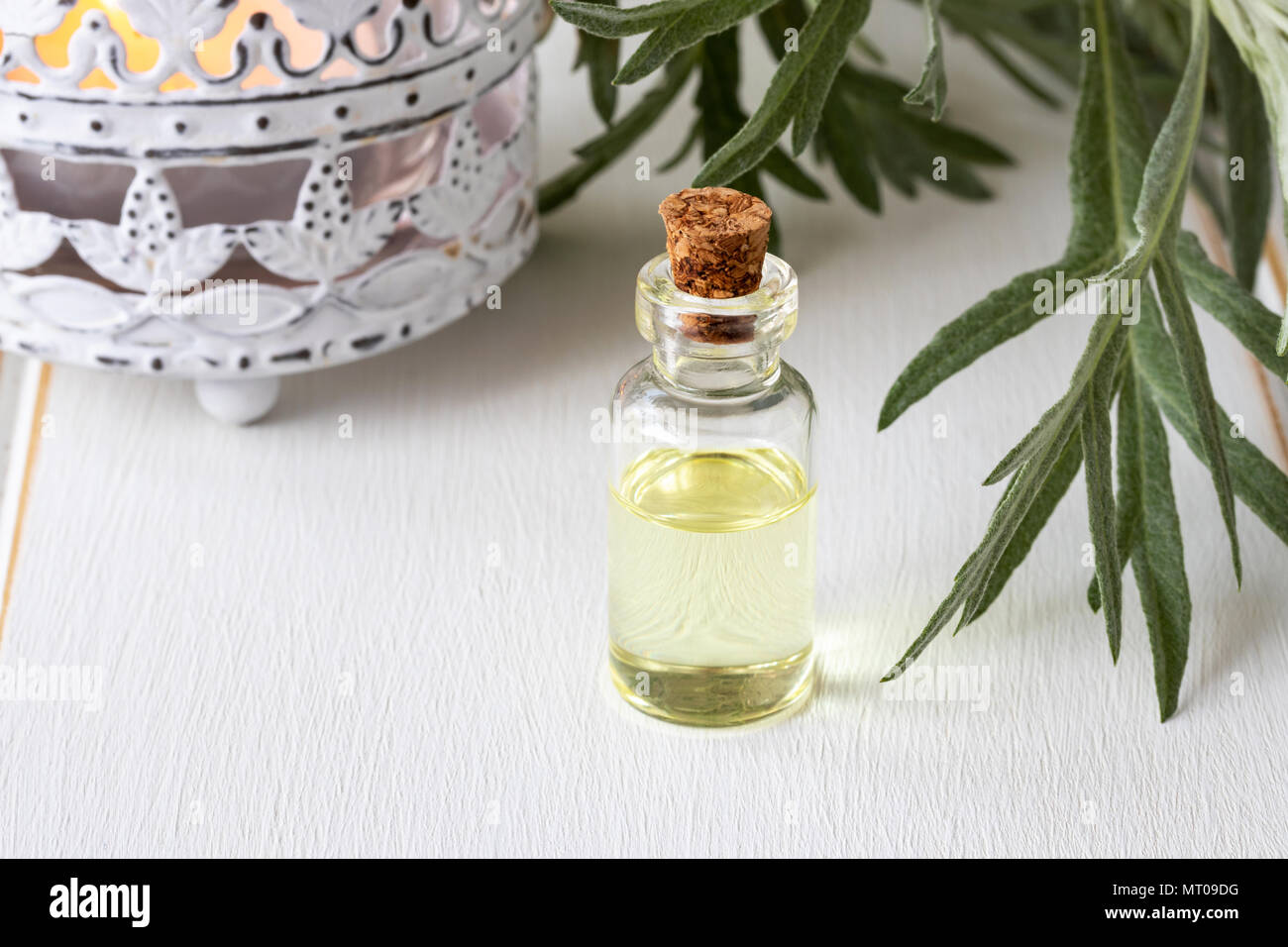 A bottle of wormwood essential oil with fresh Artemisia Absinthium ...
