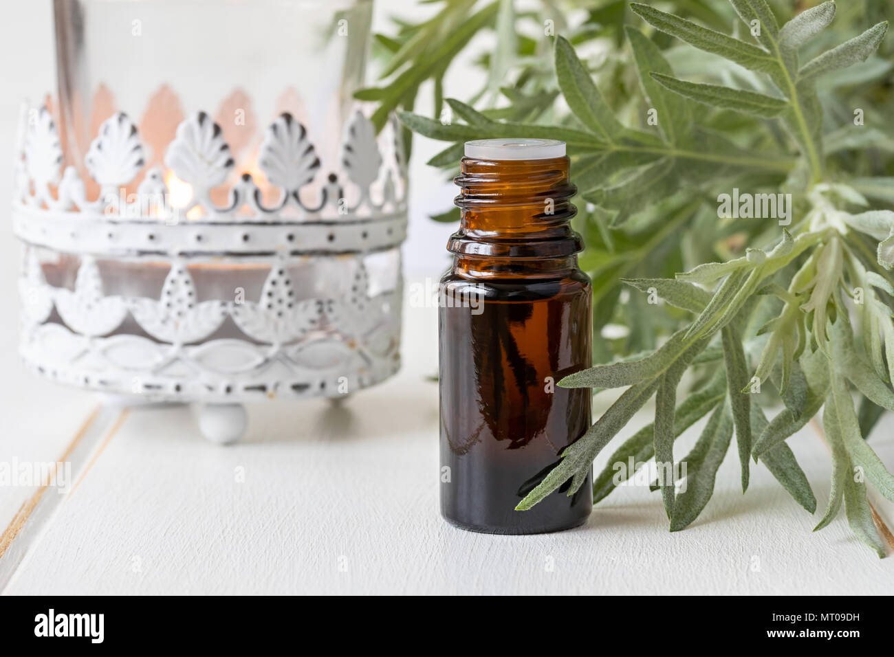 A bottle of wormwood essential oil with fresh Artemisia Absinthium ...