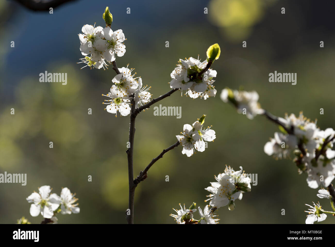 County tree hi-res stock photography and images - Alamy