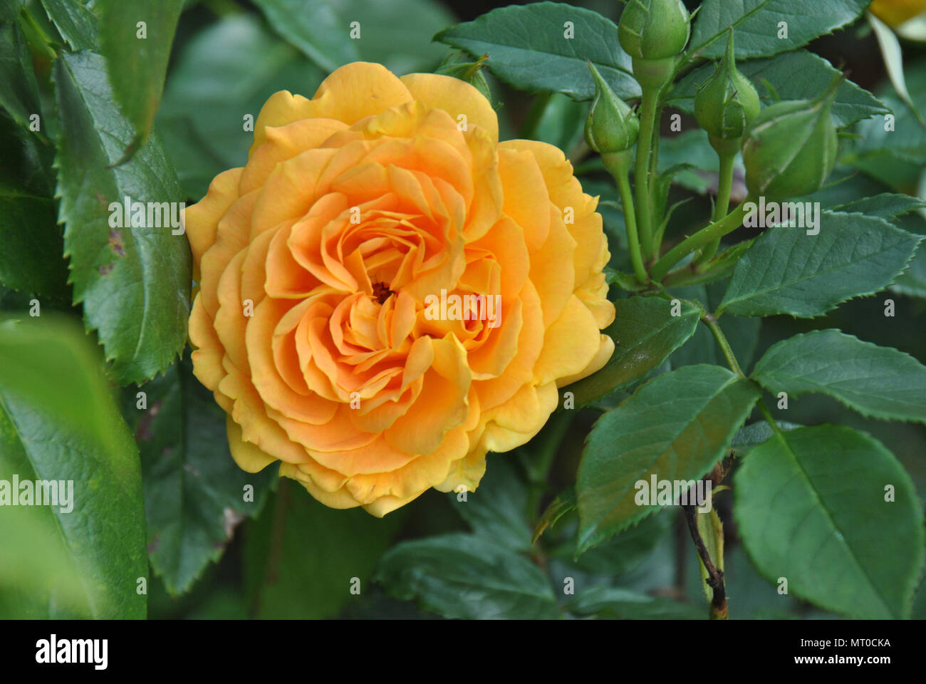 Orange rose blooming on a green bush Stock Photo - Alamy