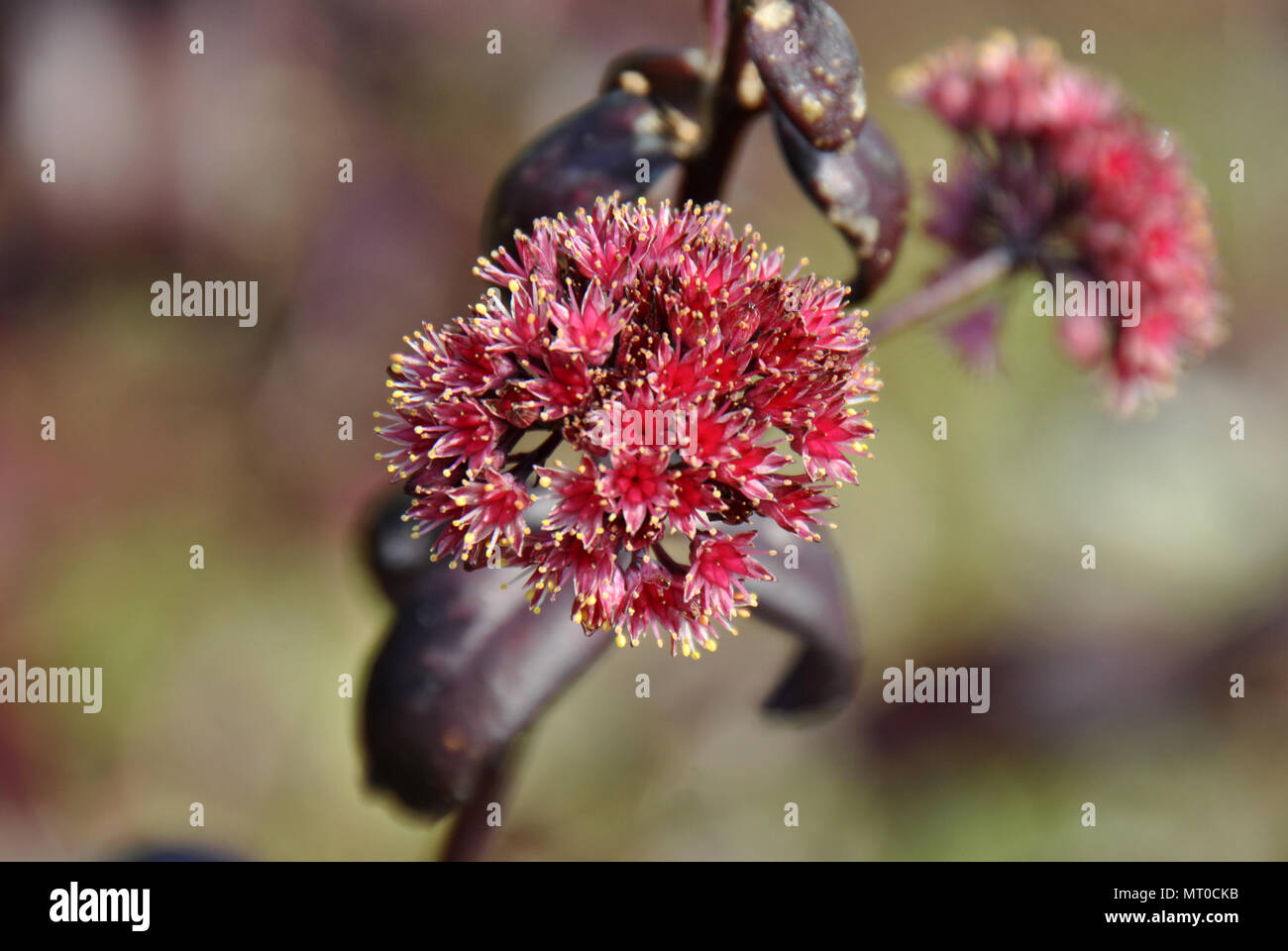 Blossoms of a red milkweed plant Stock Photo - Alamy