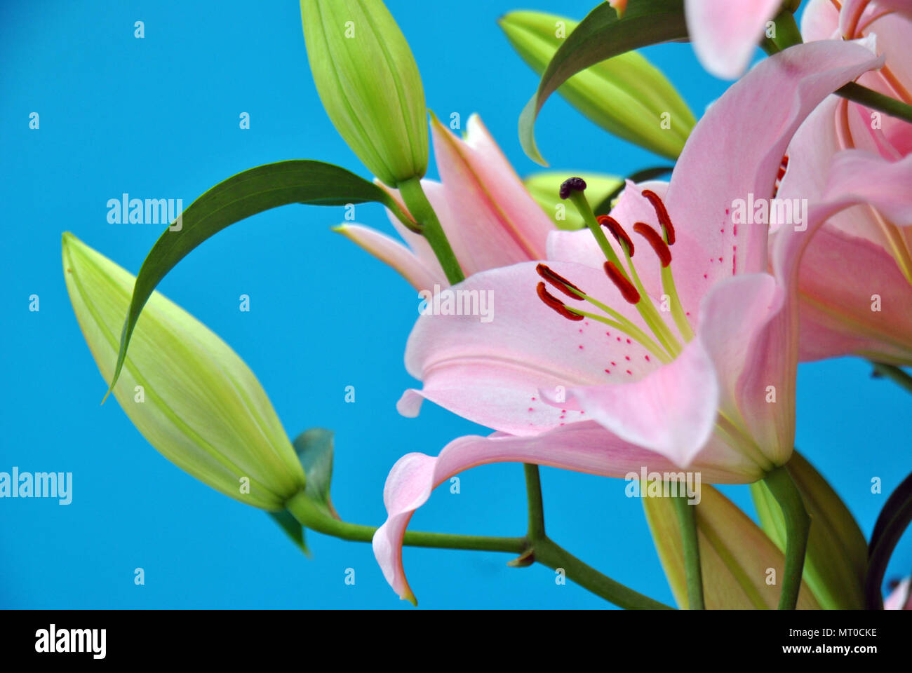 Beautiful lily hi-res stock photography and images - Alamy