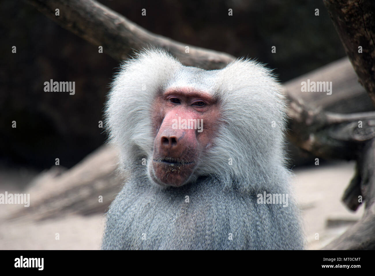Monkey with pink face hi-res stock photography and images - Alamy