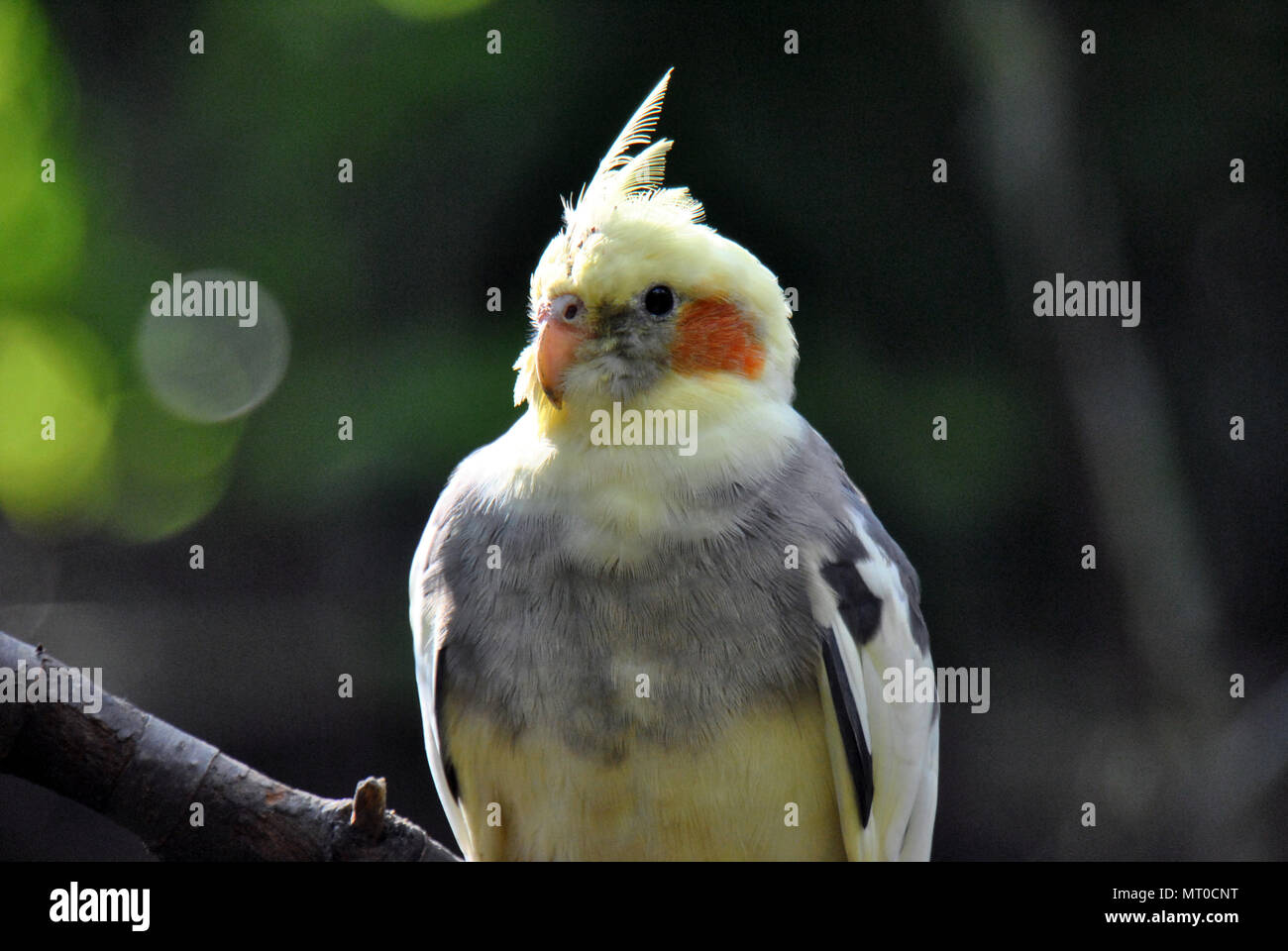 Portrait of a cockatiel bird of the cockatoo family showing the ...