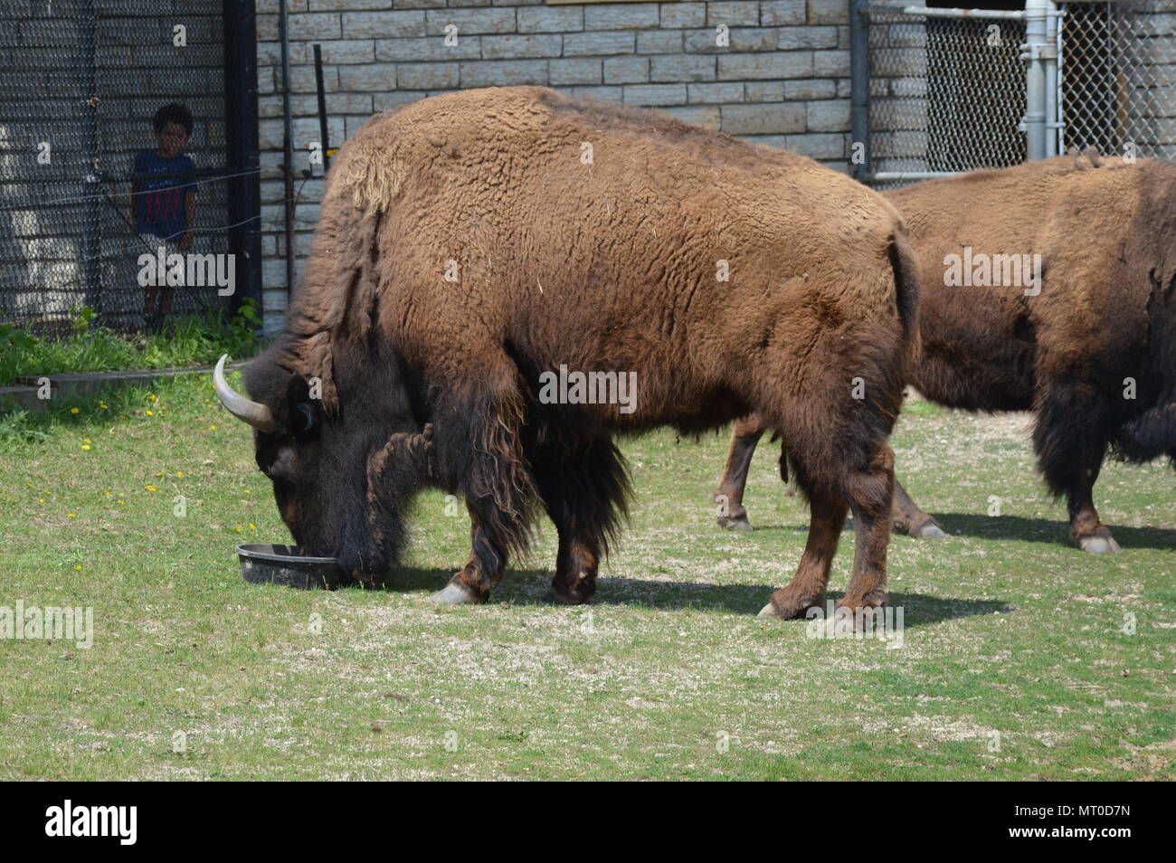 Bison grazing during the summer Stock Photo - Alamy