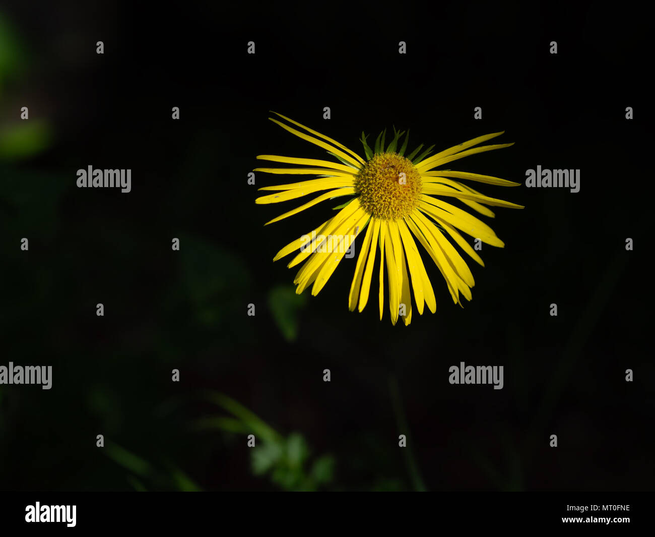Missing petals hi-res stock photography and images - Alamy
