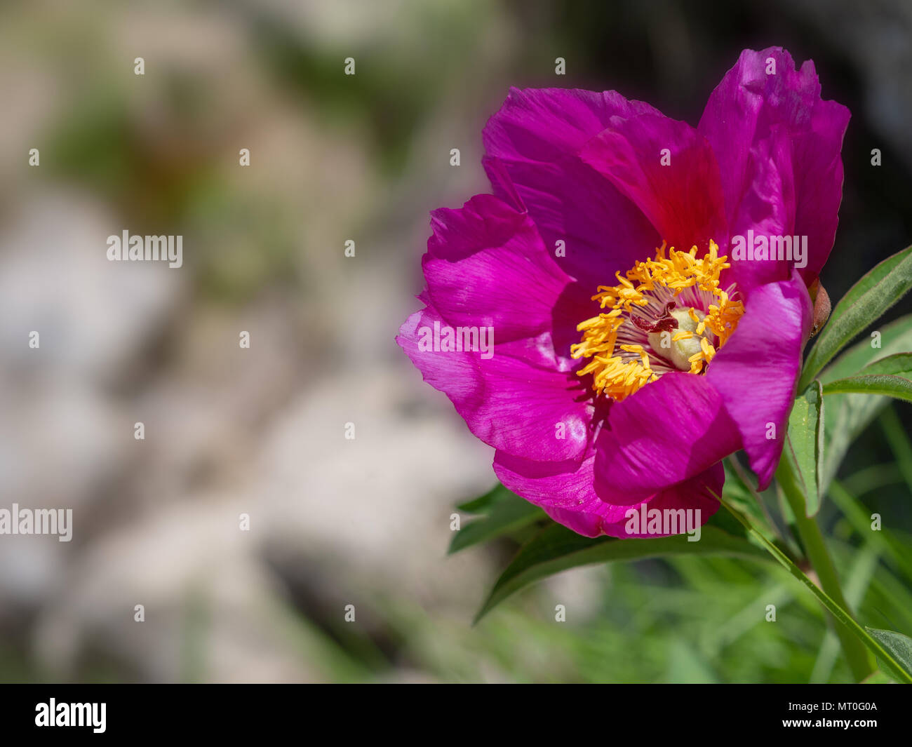 Apuan italy hi-res stock photography and images - Alamy