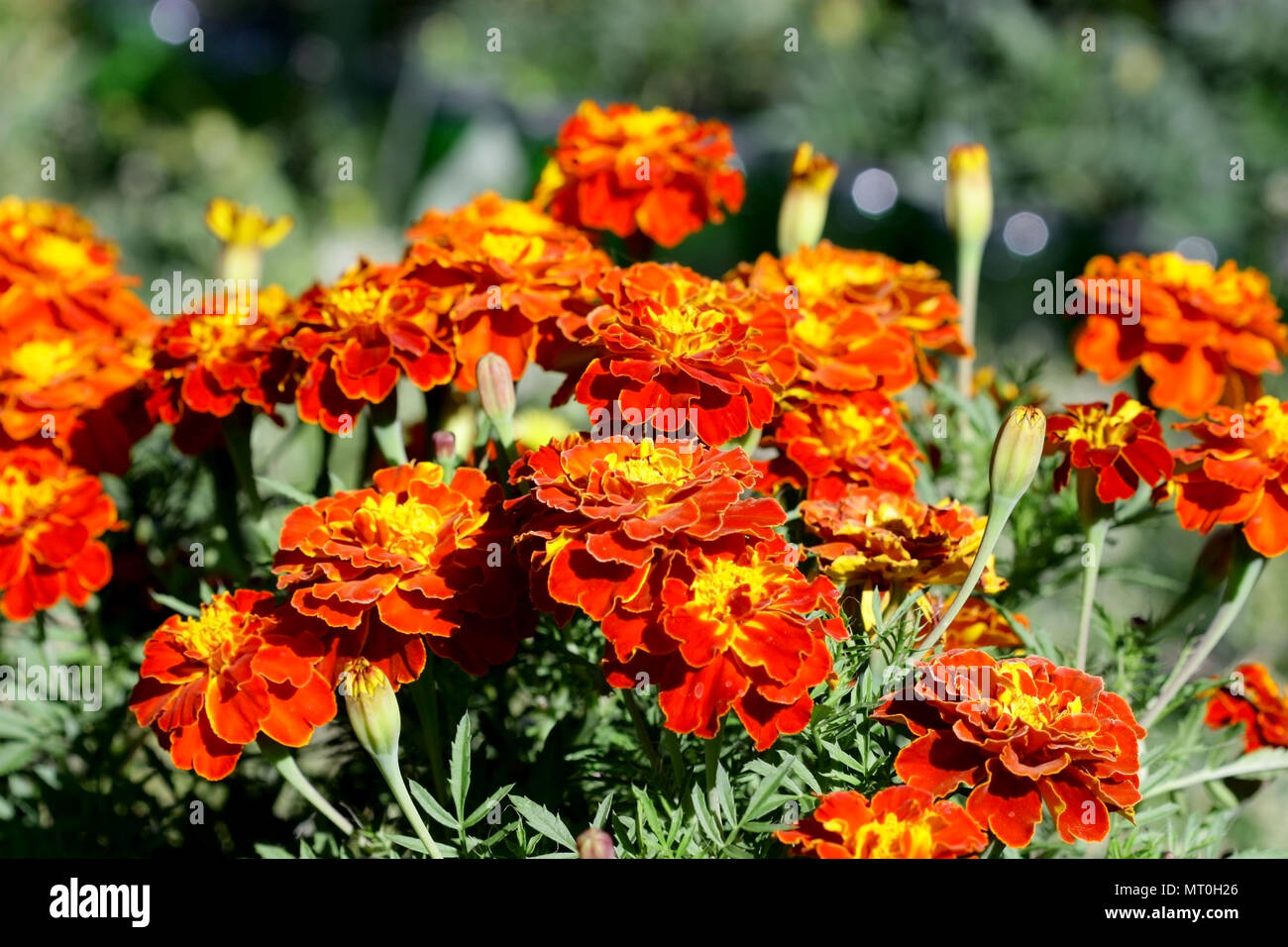 Red Marigolds
