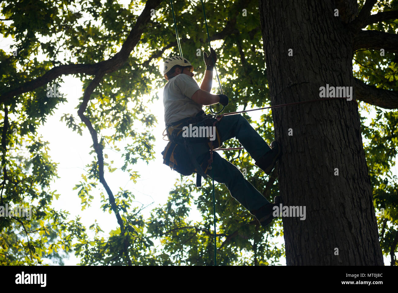 Tree Lightning Protection System Tree Lightning Protection Orleans