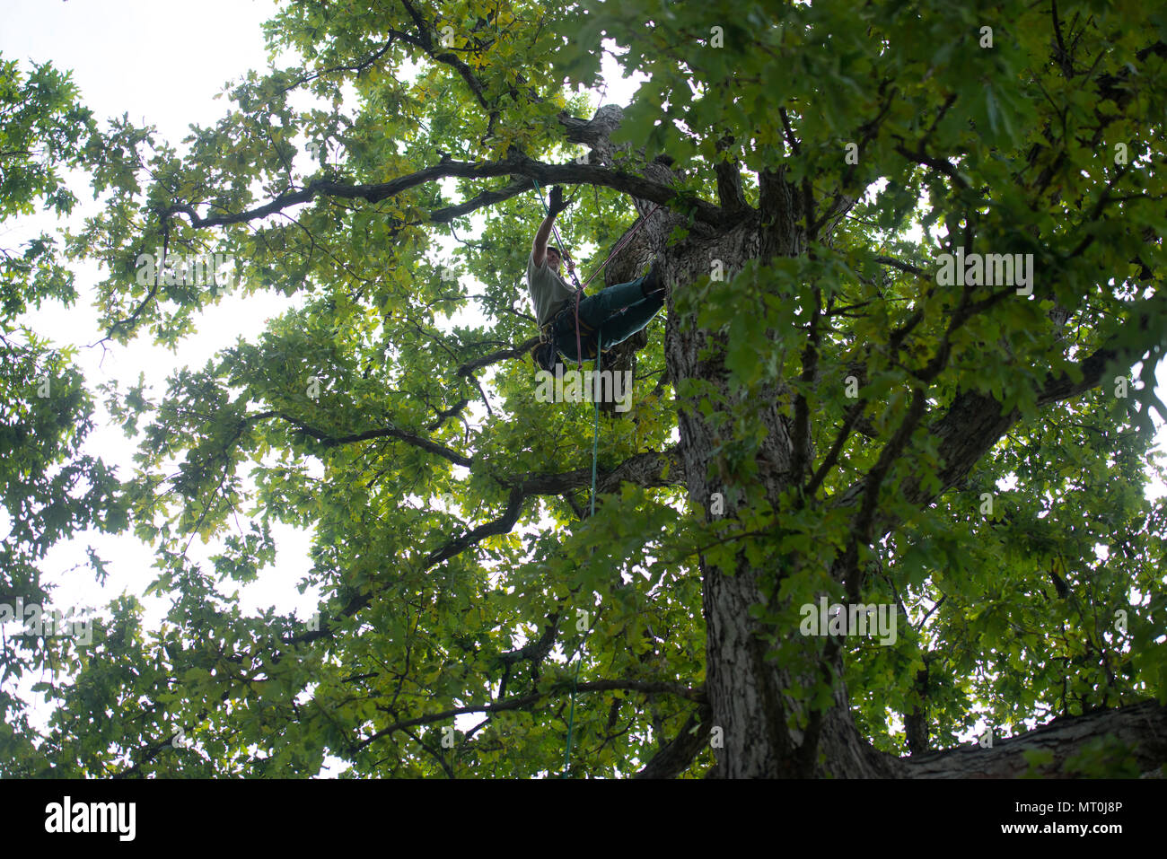 Tree Lightning Protection System Tree Lightning Protection Orleans