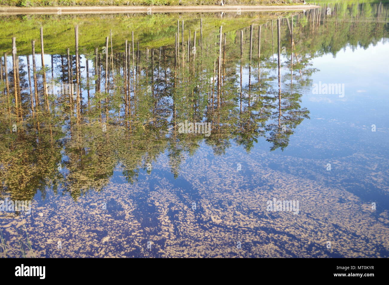 Reflection upside down of a forest in a lake Stock Photo - Alamy