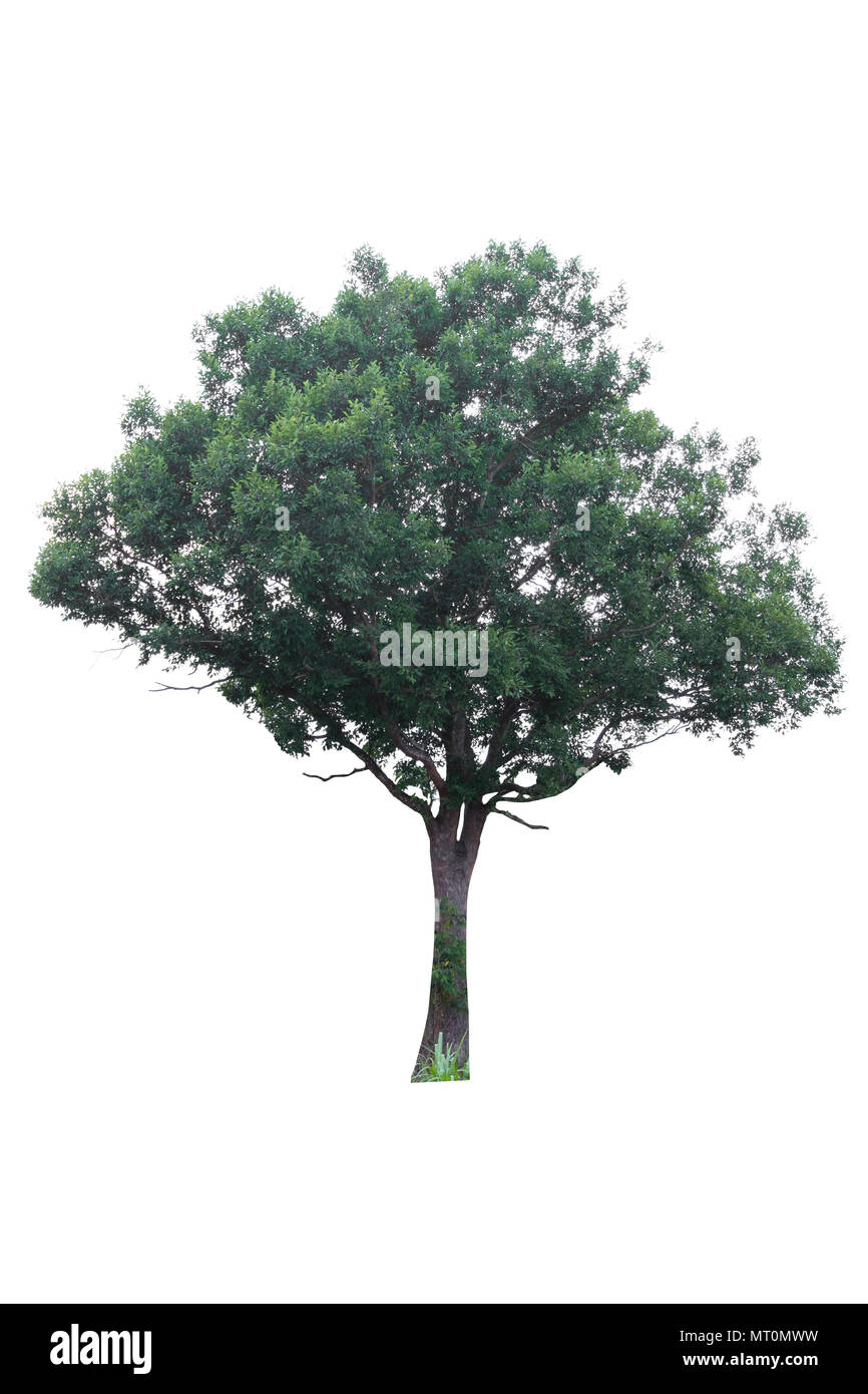 Green tree isolated on white background Stock Photo - Alamy