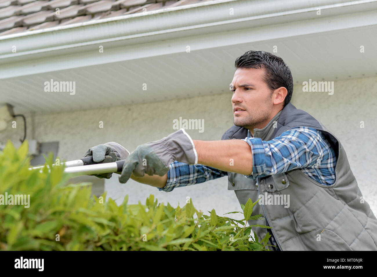 Man leaning to trim top of bush with shears Stock Photo - Alamy