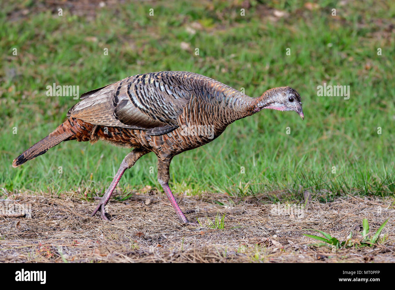 Florida wild turkey Stock Photo - Alamy