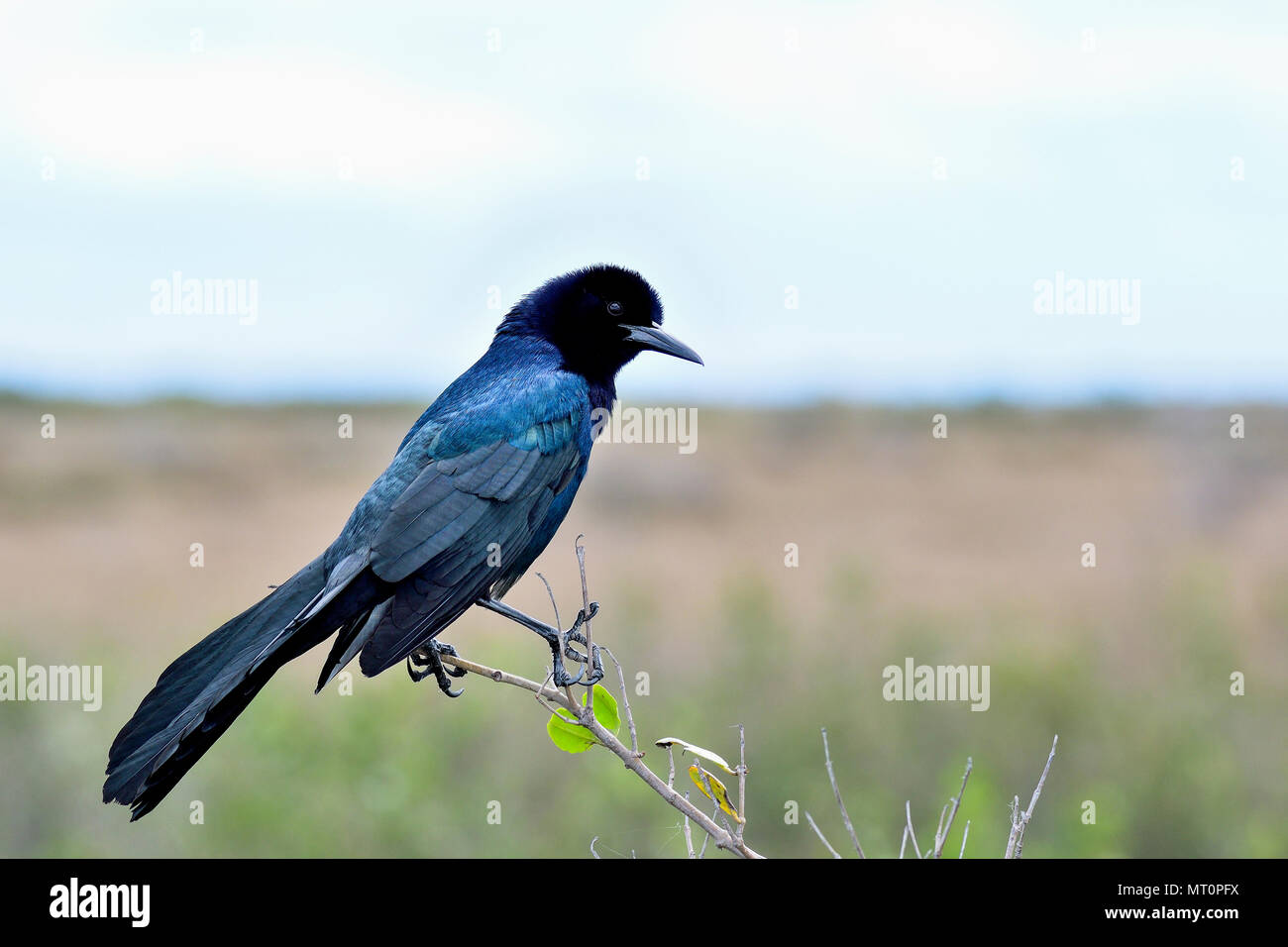 Florida common grackle hi-res stock photography and images - Alamy