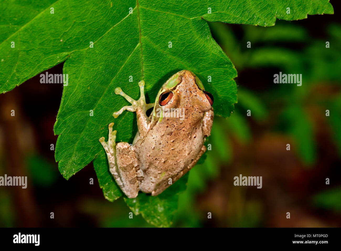 Florida tree frog hi-res stock photography and images - Alamy