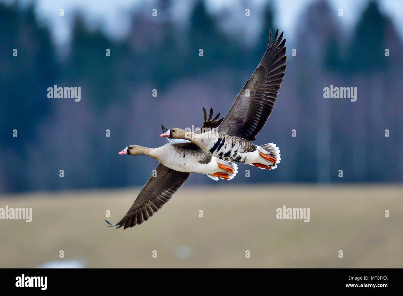 Taiga bean geese couple flying as one Stock Photo - Alamy