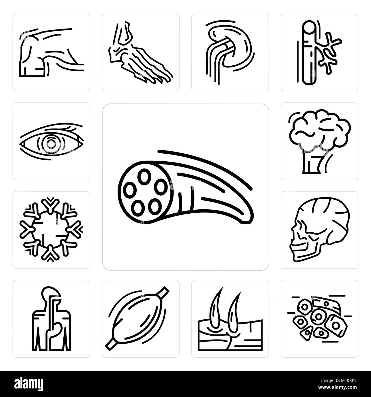 Set Of 13 simple editable icons such as Muscle Fiber, Skin Cells, Men ...