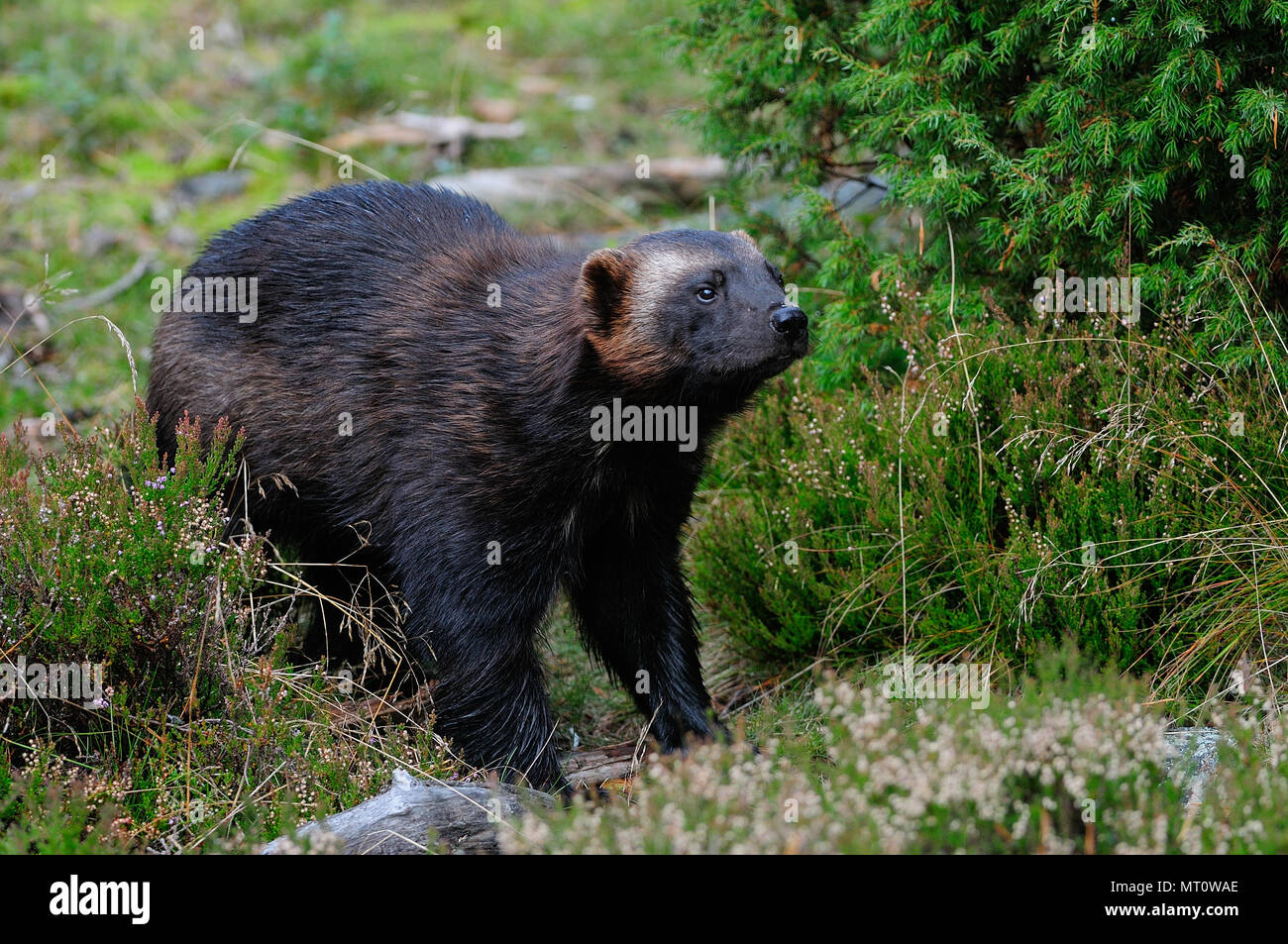 Wolverine in summer forest hi-res stock photography and images - Alamy