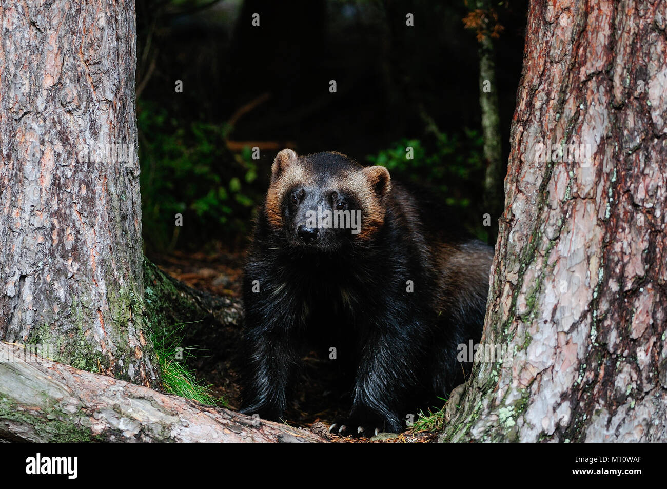 Wolverine in a forest, sweden, (gulo gulo Stock Photo - Alamy