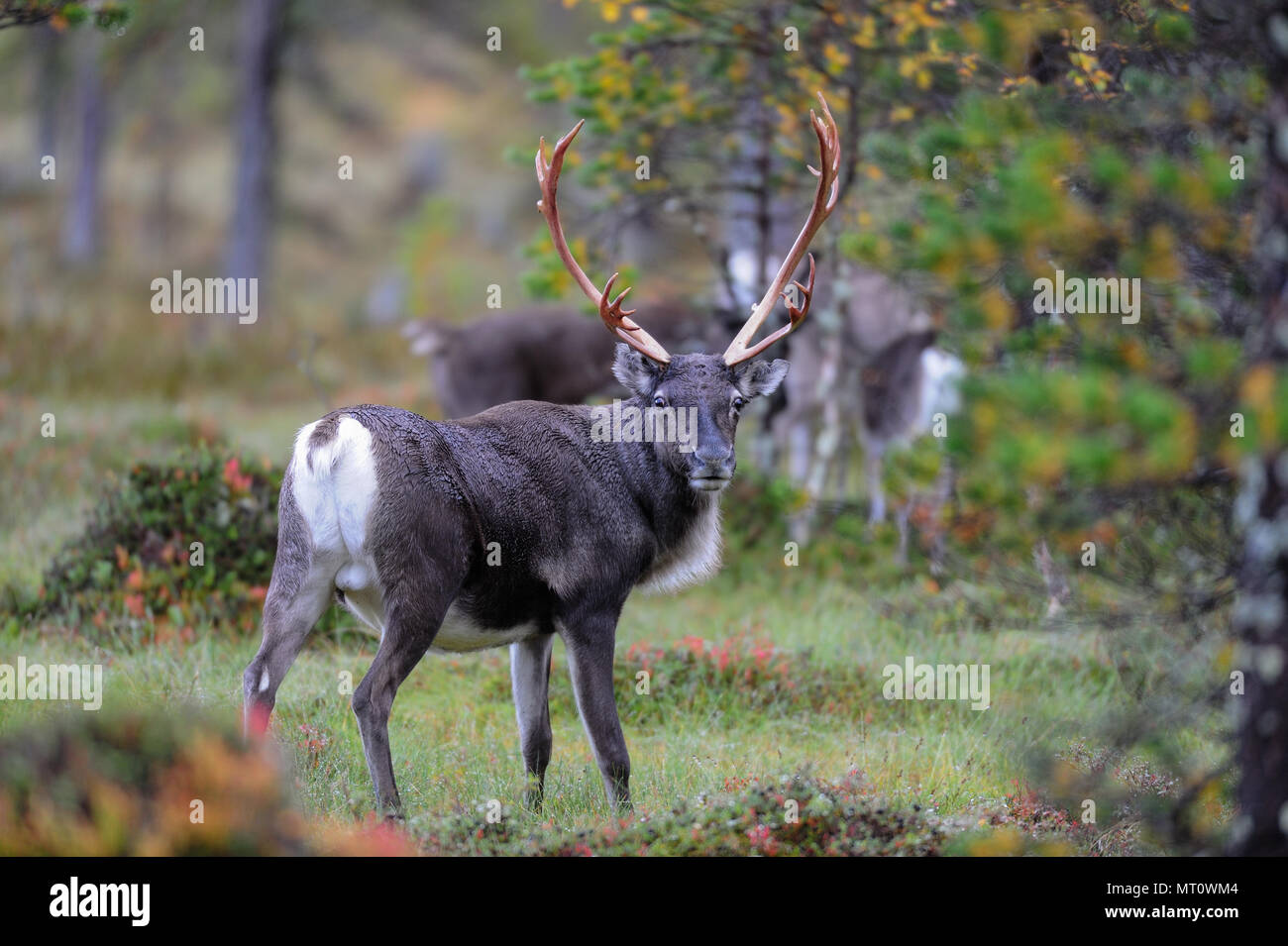 Bull reindeer hi-res stock photography and images - Alamy