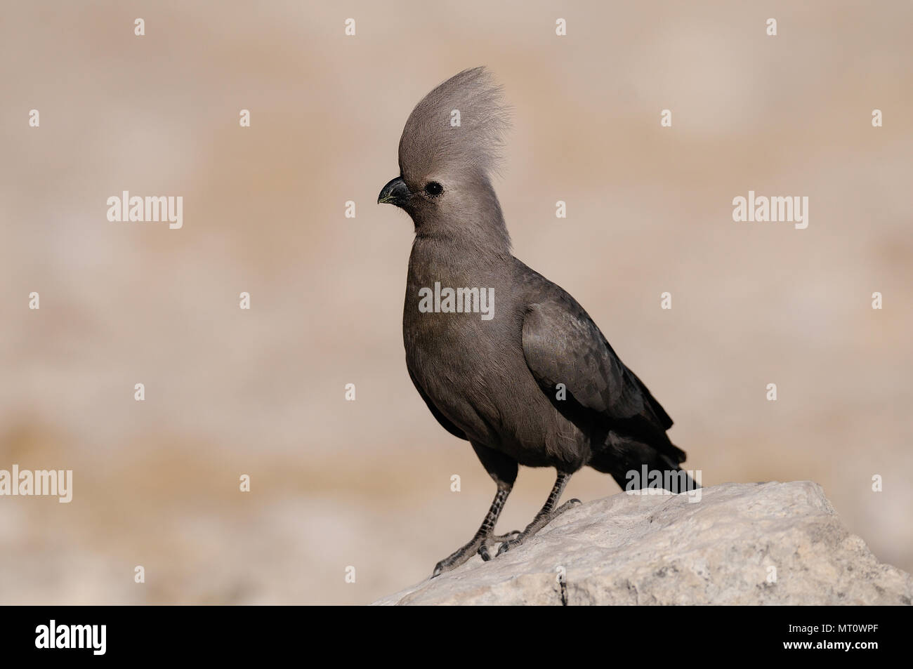 Grey lourie is looking curious, etosha nationalpark, namibia ...