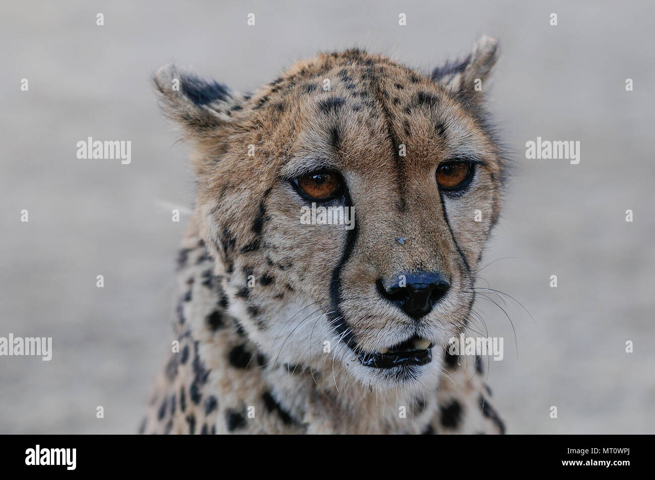 Cheetah head portrait, namibia, (acinonyx jubatus Stock Photo - Alamy