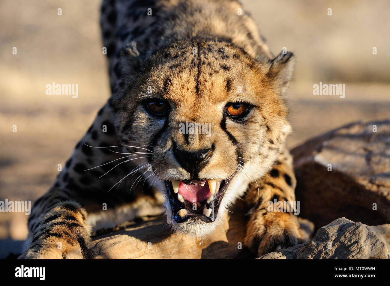 Cheetah hiss, head portrait, namibia, (acinonyx jubatus Stock Photo - Alamy