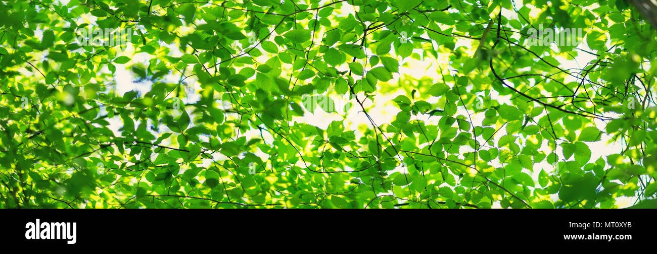 New leaves on green spring background. Fresh foliage in the forest in ...