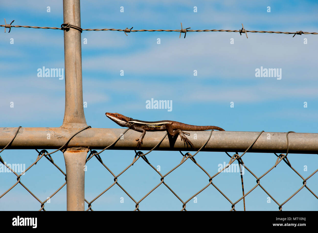Ta ta lizard hi-res stock photography and images - Alamy