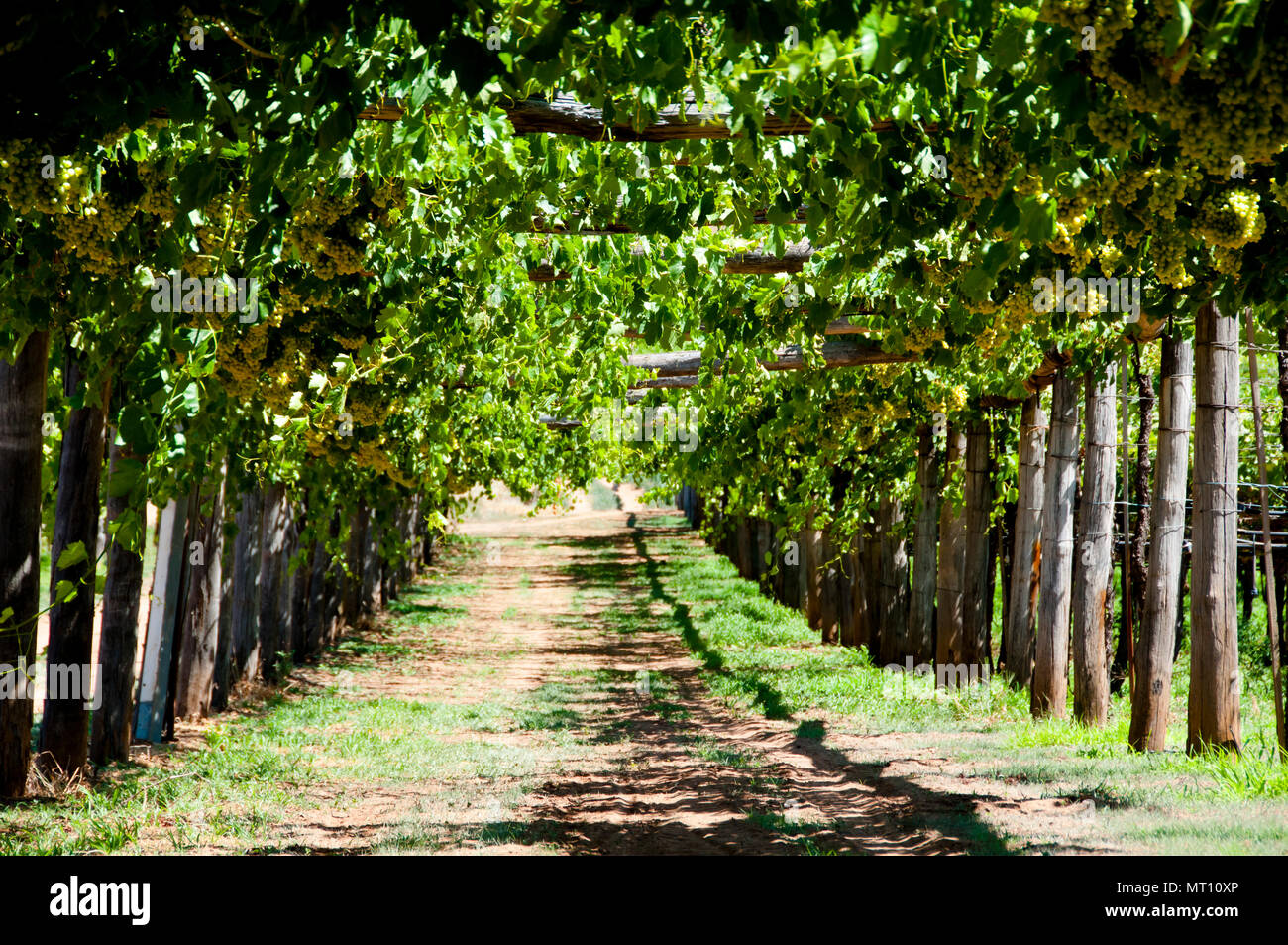 Swan Valley Vineyards - Perth - Australia Stock Photo - Alamy