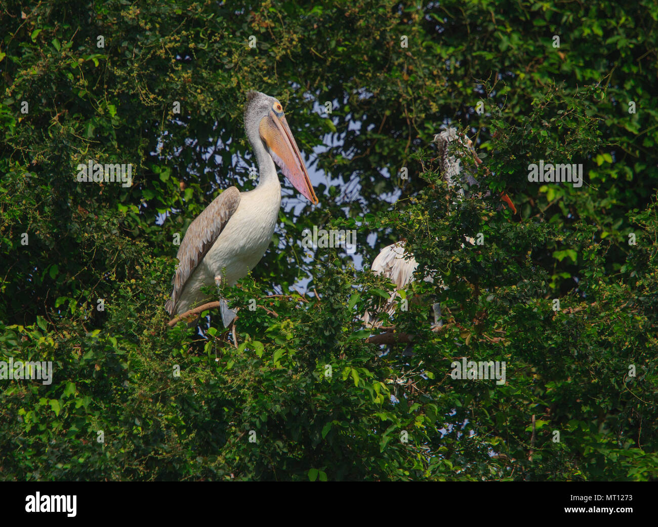 Pelican tree hi-res stock photography and images - Alamy