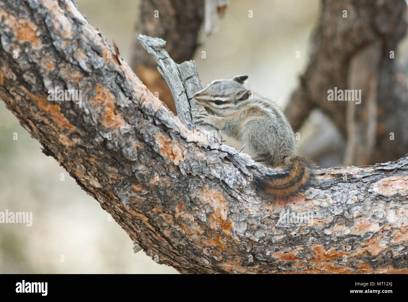 Las vegas mountains hi-res stock photography and images - Alamy
