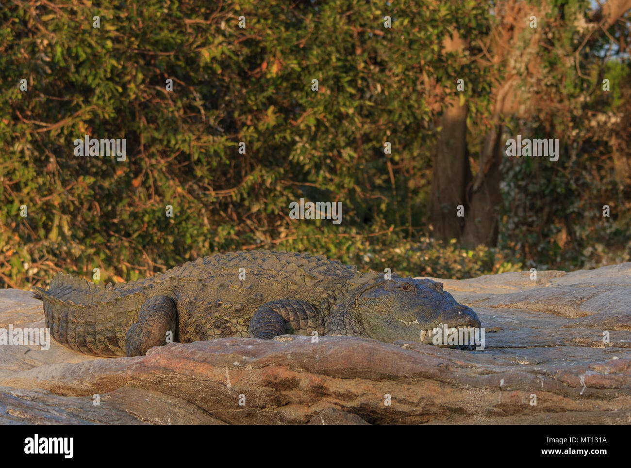 Mugger Crocodile - at Ranganathittu Bird Sanctuary (Karnataka, India ...