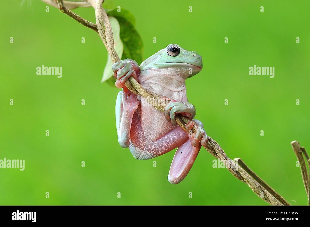 frogs, dumpy frogs, tree frogs on twigs, macro, insect, mammals, animal ...