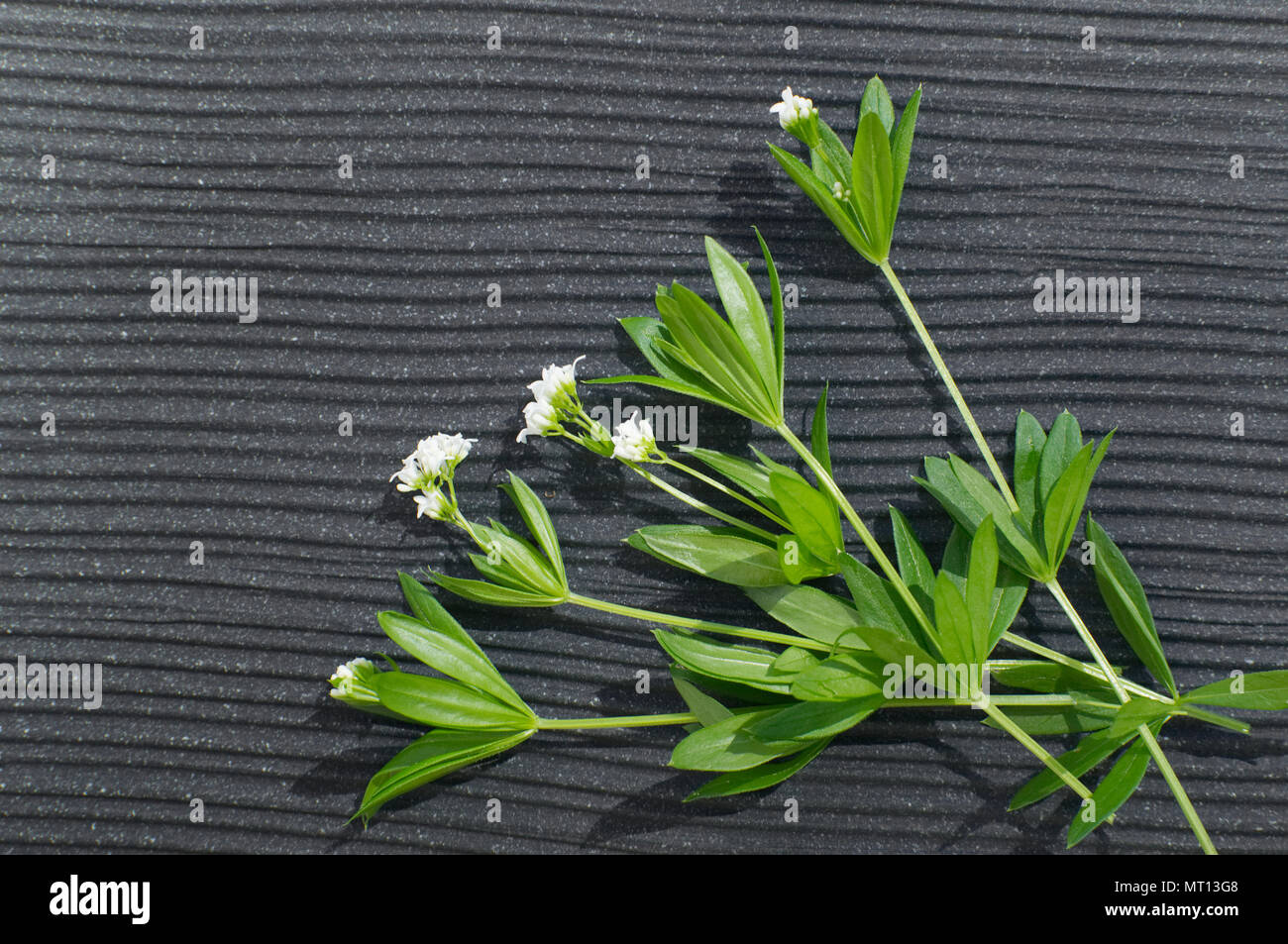 Woodruff flavor hi-res stock photography and images - Alamy
