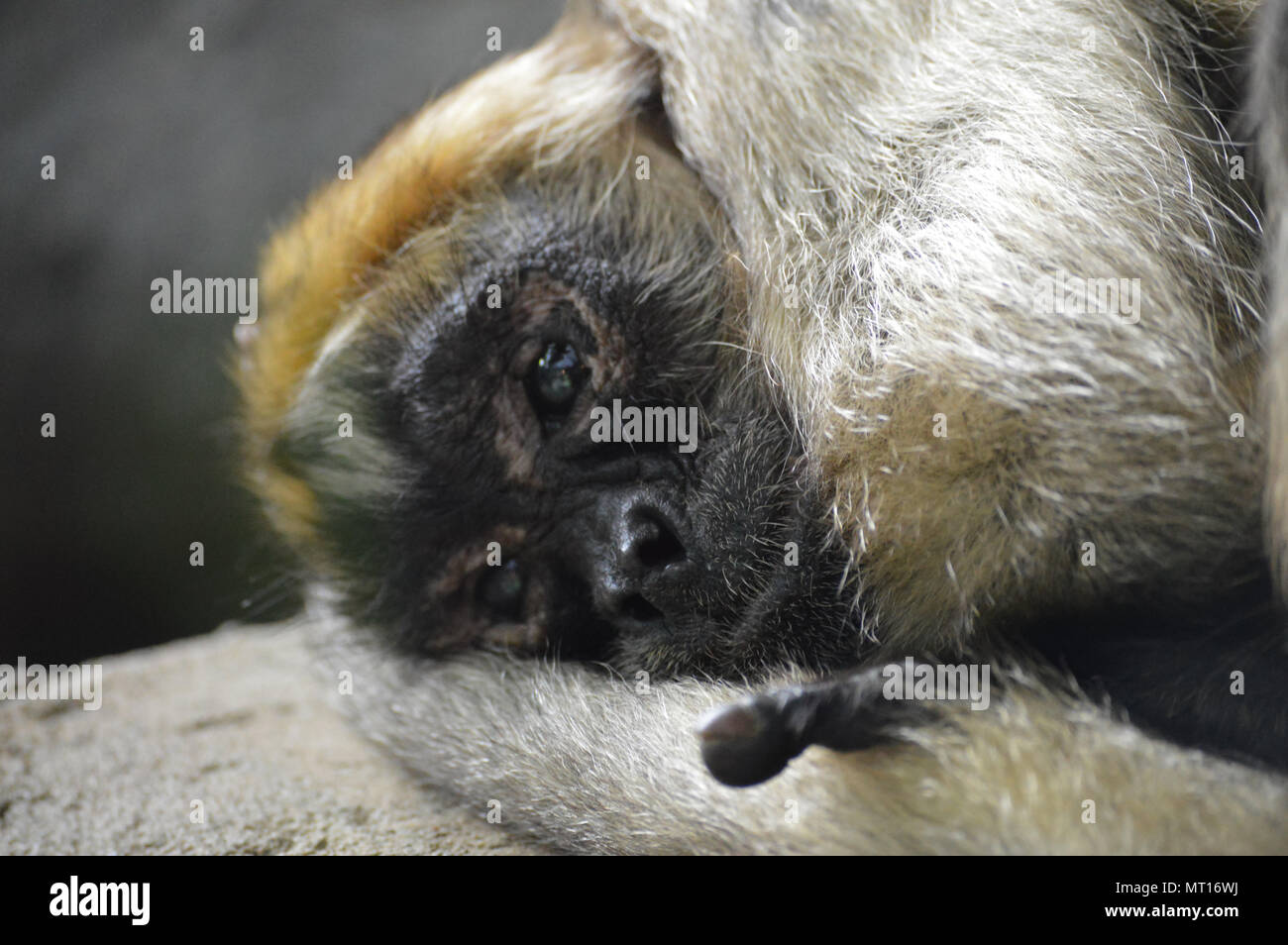 Resting black face hi-res stock photography and images - Alamy