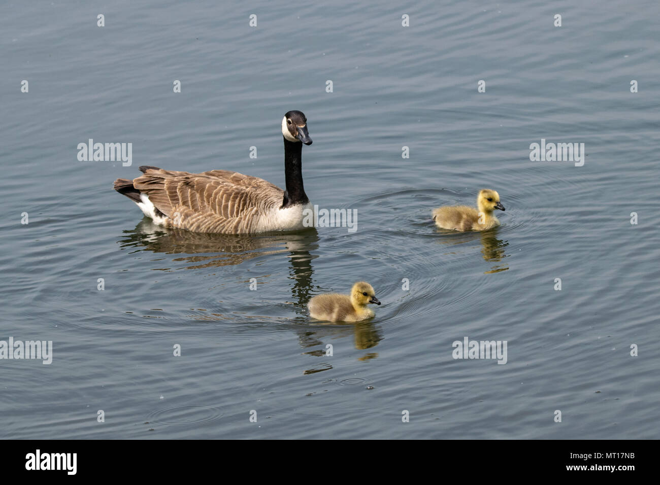 Canada goose male female adult hi-res stock photography and images - Alamy