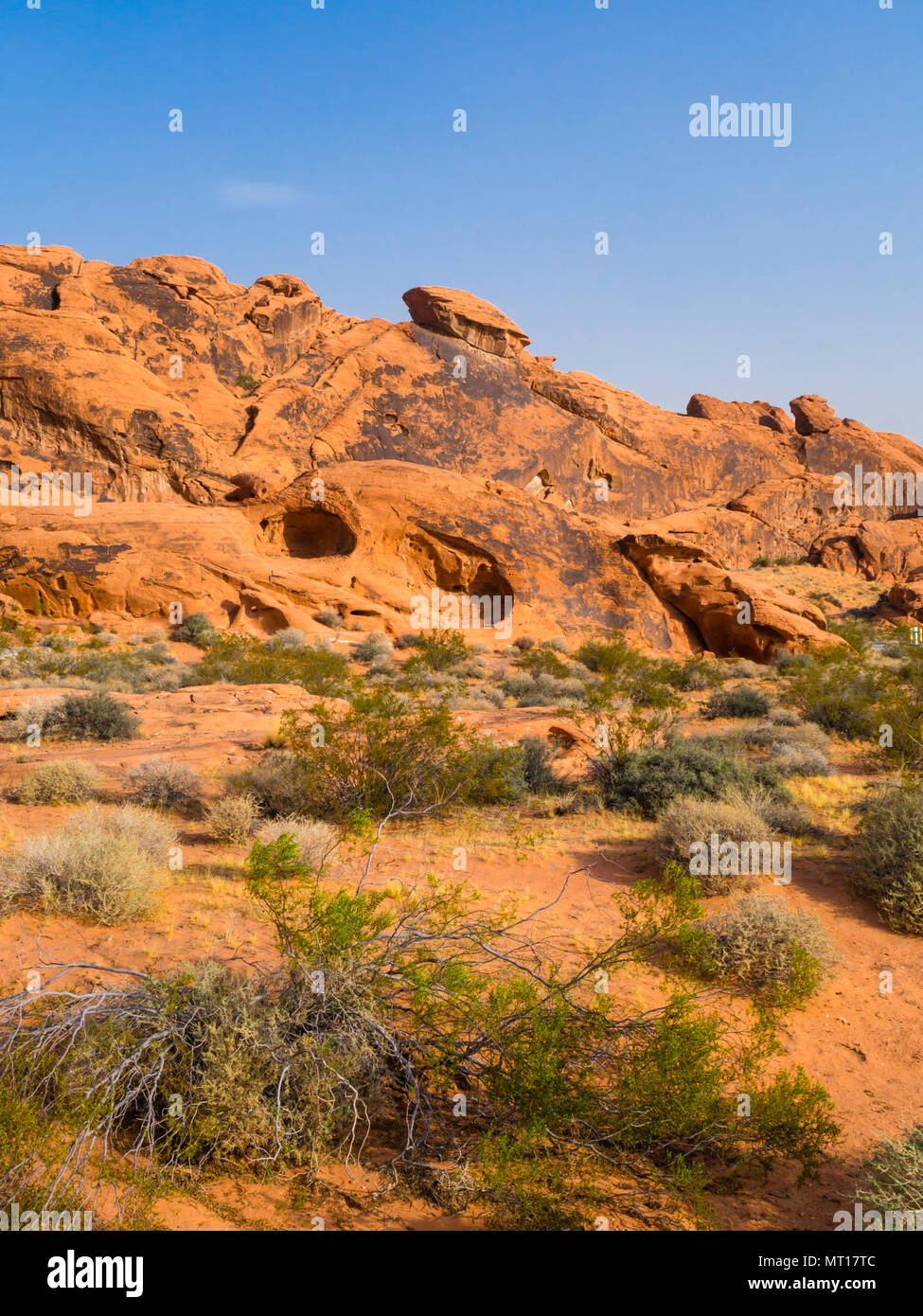 Red sandstone rock formations and desert plants at the Valley of Fire ...