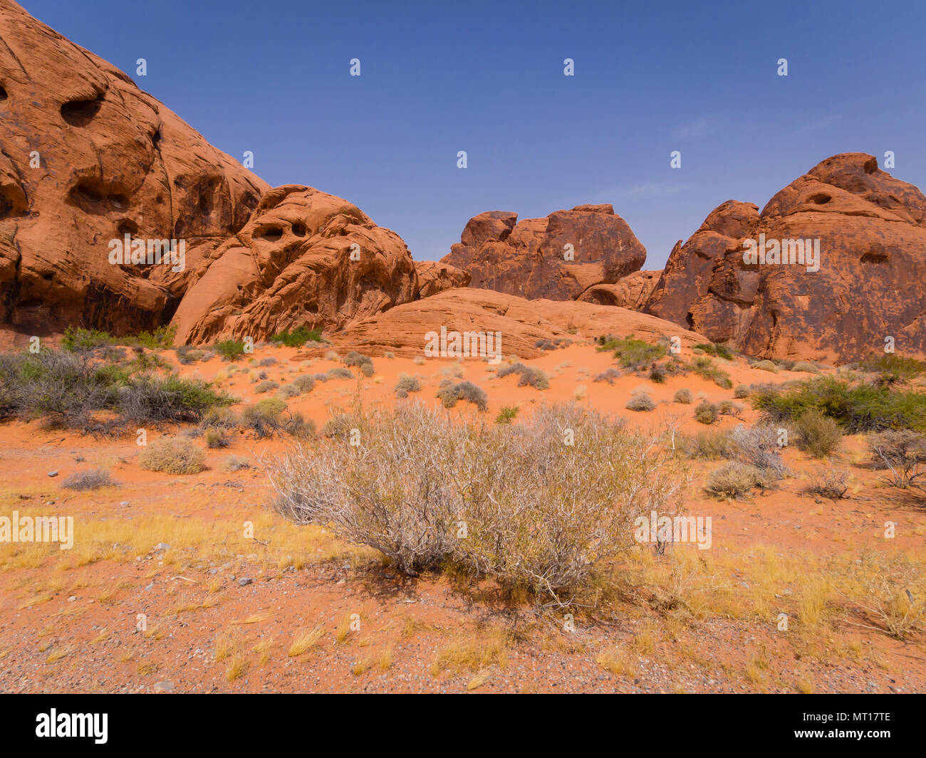 Red sandstone rock formations and desert plants at the Valley of Fire ...
