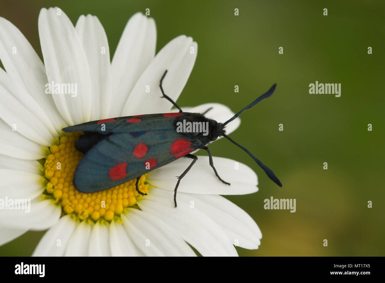 Five-spot burnet moth (Zygaena trifolii) on an ox-eye daisy ...