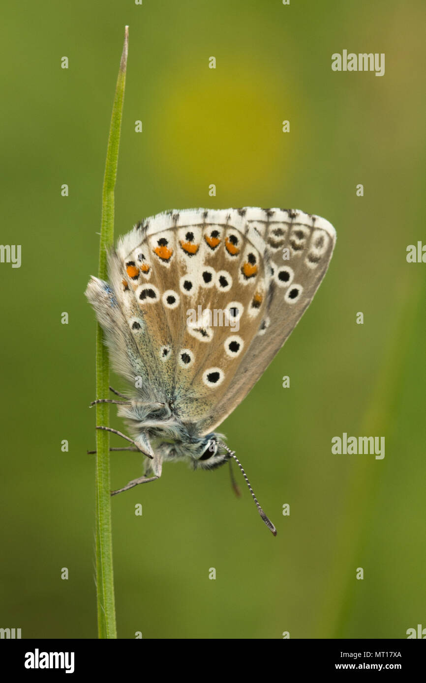 Adonis blue male underwing view hi-res stock photography and images - Alamy