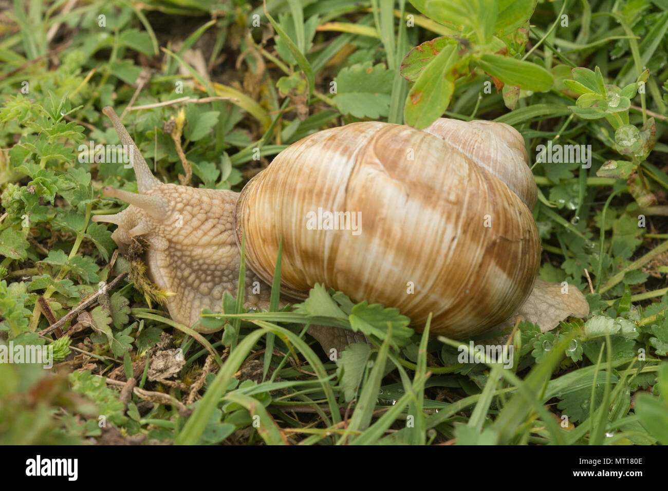 Snail habitat hi-res stock photography and images - Alamy